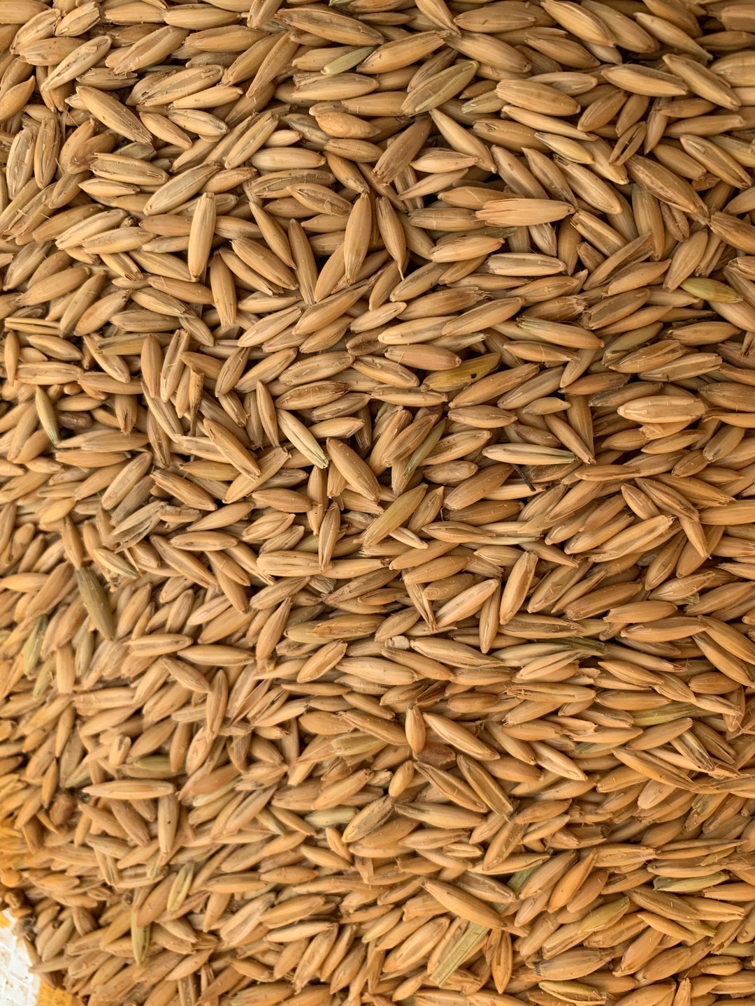 Cleaned Rolled Oats 5 Lbs Bag - Etsy