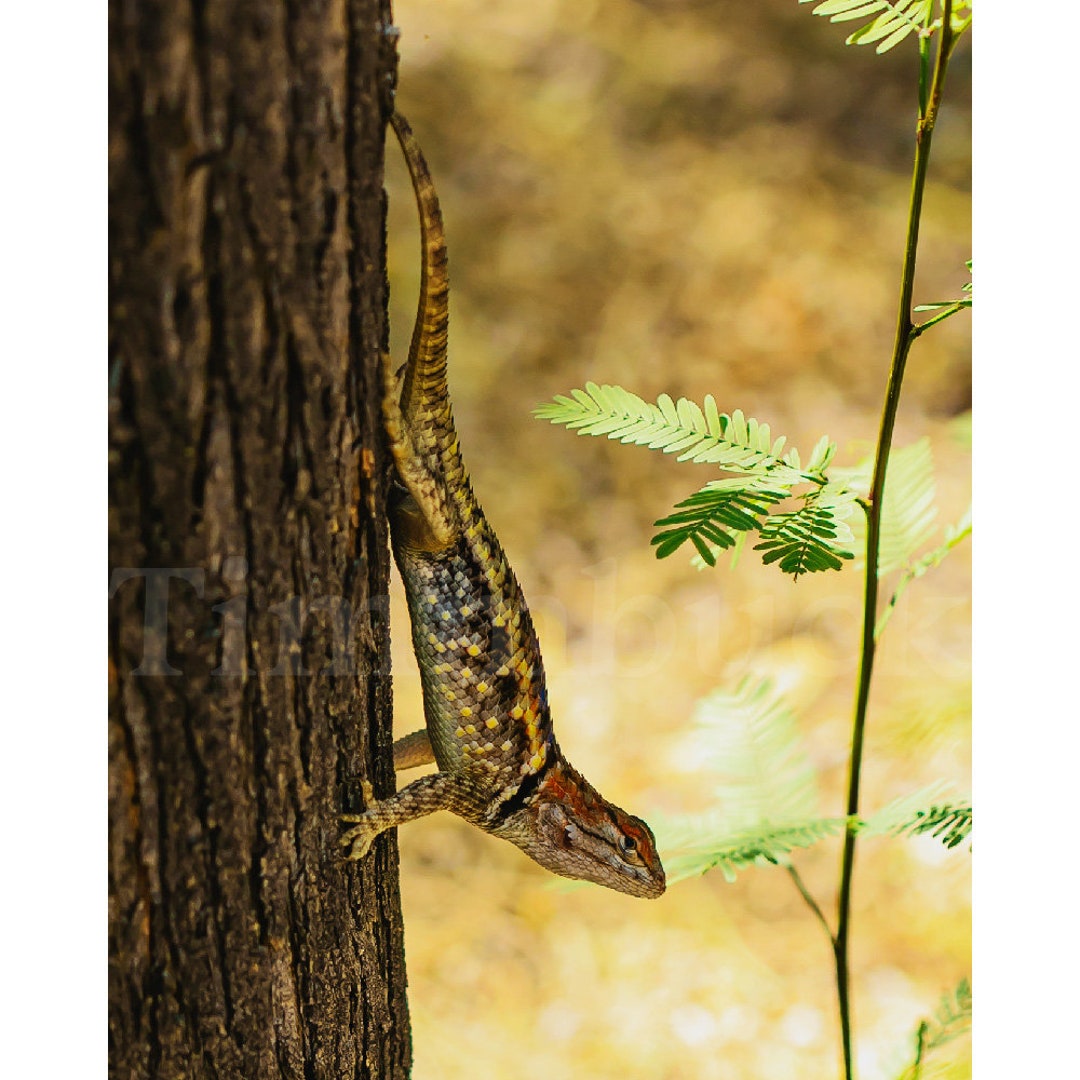 Arizona Yellow-backed Spiny Lizard Custom Printed Photograph - Etsy