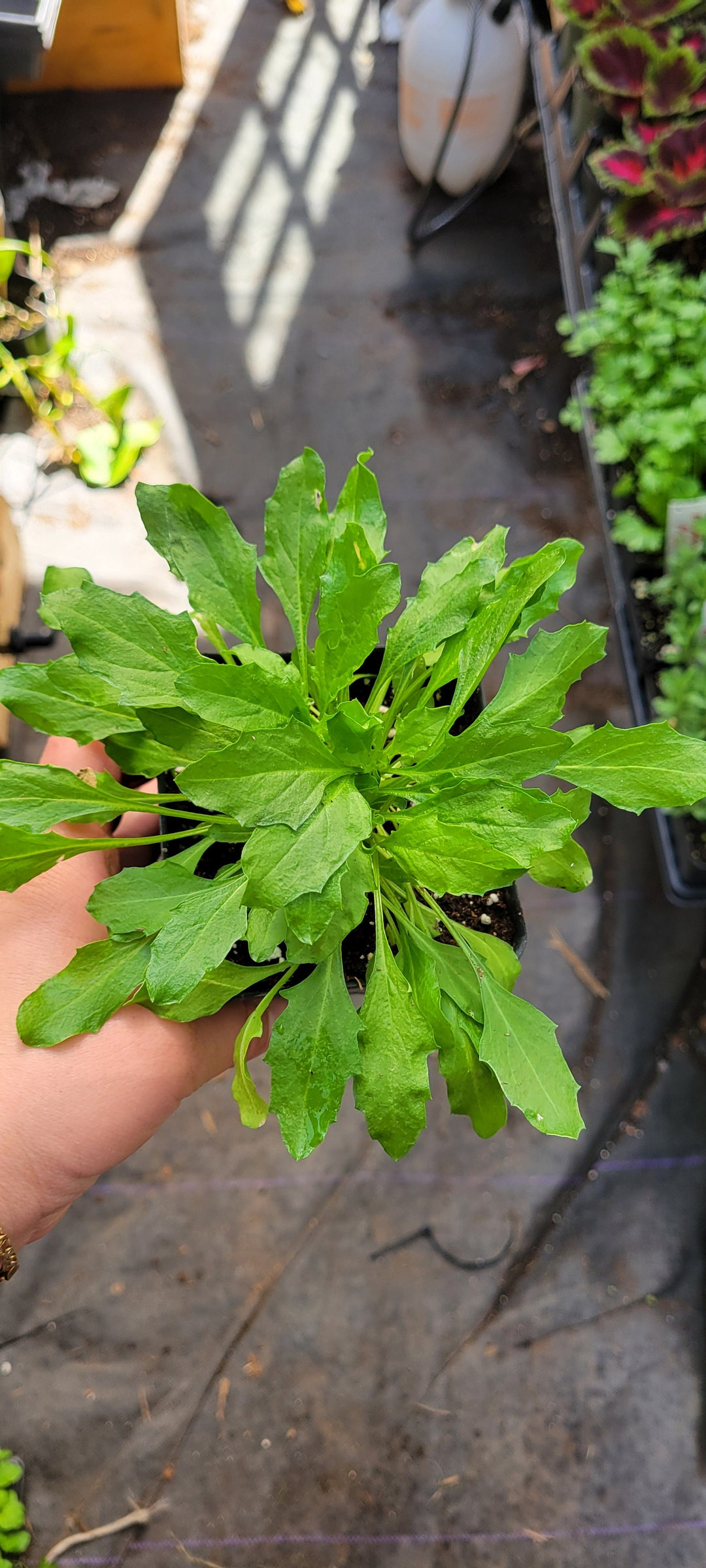 Epazote, Goosefoot, Skunk Weed, Wormseed, or Mexican Tea Herb Live ...