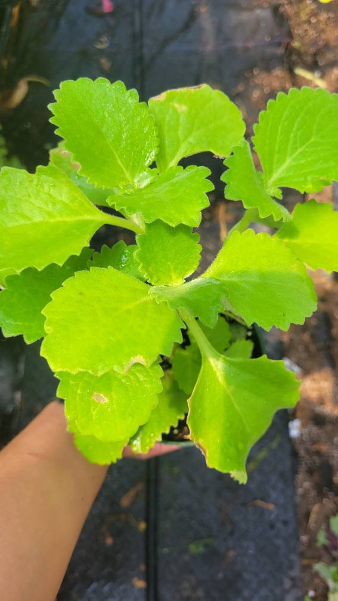 Oregano Orejon "coleus Amboinicus" Herb , Live Plant in a 4" Pot - Etsy