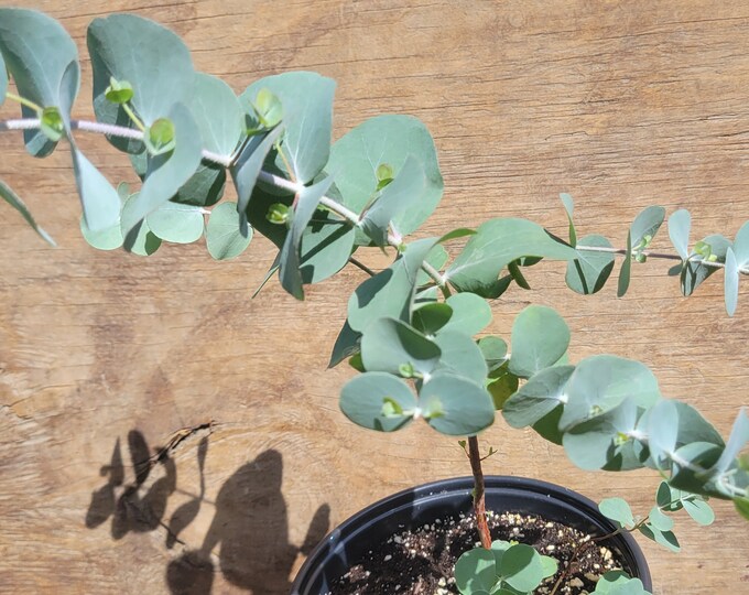 Baby Blue Eucalyptus Tree LIVE PLANT Fast Growing Trees - Etsy