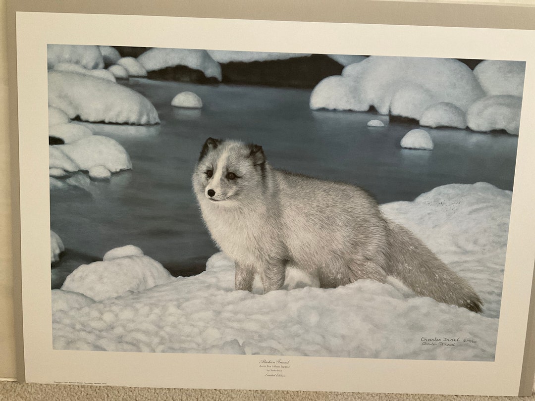 Charles Frace’s “alaskan Friend” Limited Edition Print of an Arctic Fox ...