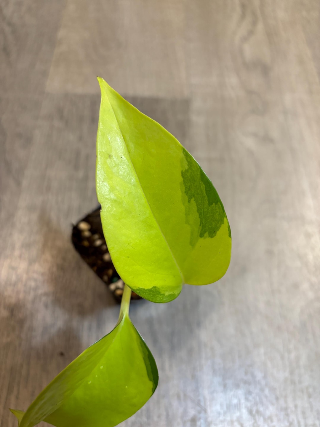 RARE Variegated Neon Pothos Epipremnum - Etsy