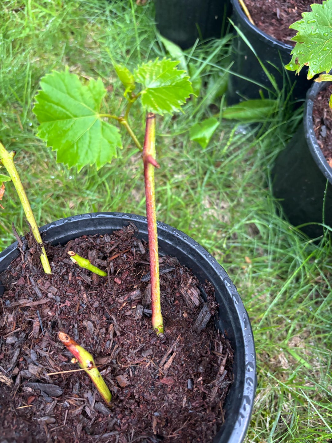 Vitis Grape Vine Cuttings ROOTED - Etsy
