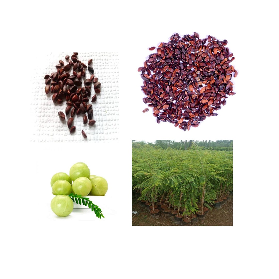 Amalaka Seeds Amla Seeds Indian Gooseberry Phyllanthus - Etsy