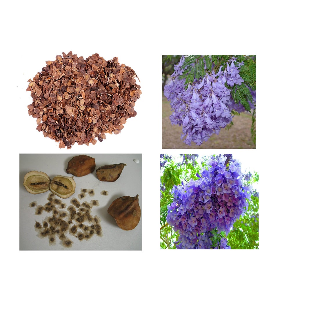 Winter Plants Neel Mohar Jacaranda Mimosifolia Blue - Etsy