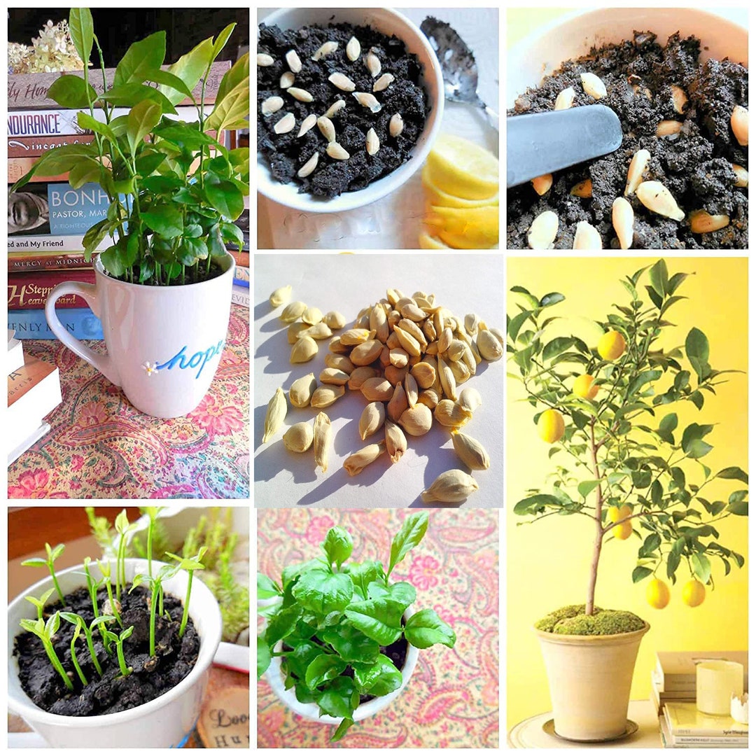 Lemon Fruit Seeds, Lemon Citrus Fruit, Limbu, Lime, Nibu Fruit Seeds ...
