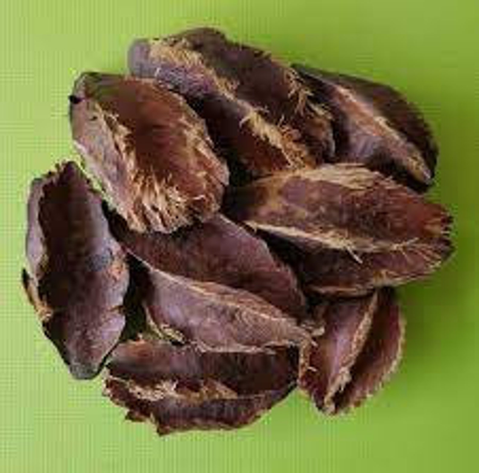 Sacred Terminalia Arjuna, Arjun Tree, Marudha Maram, Neer Maruthu ...