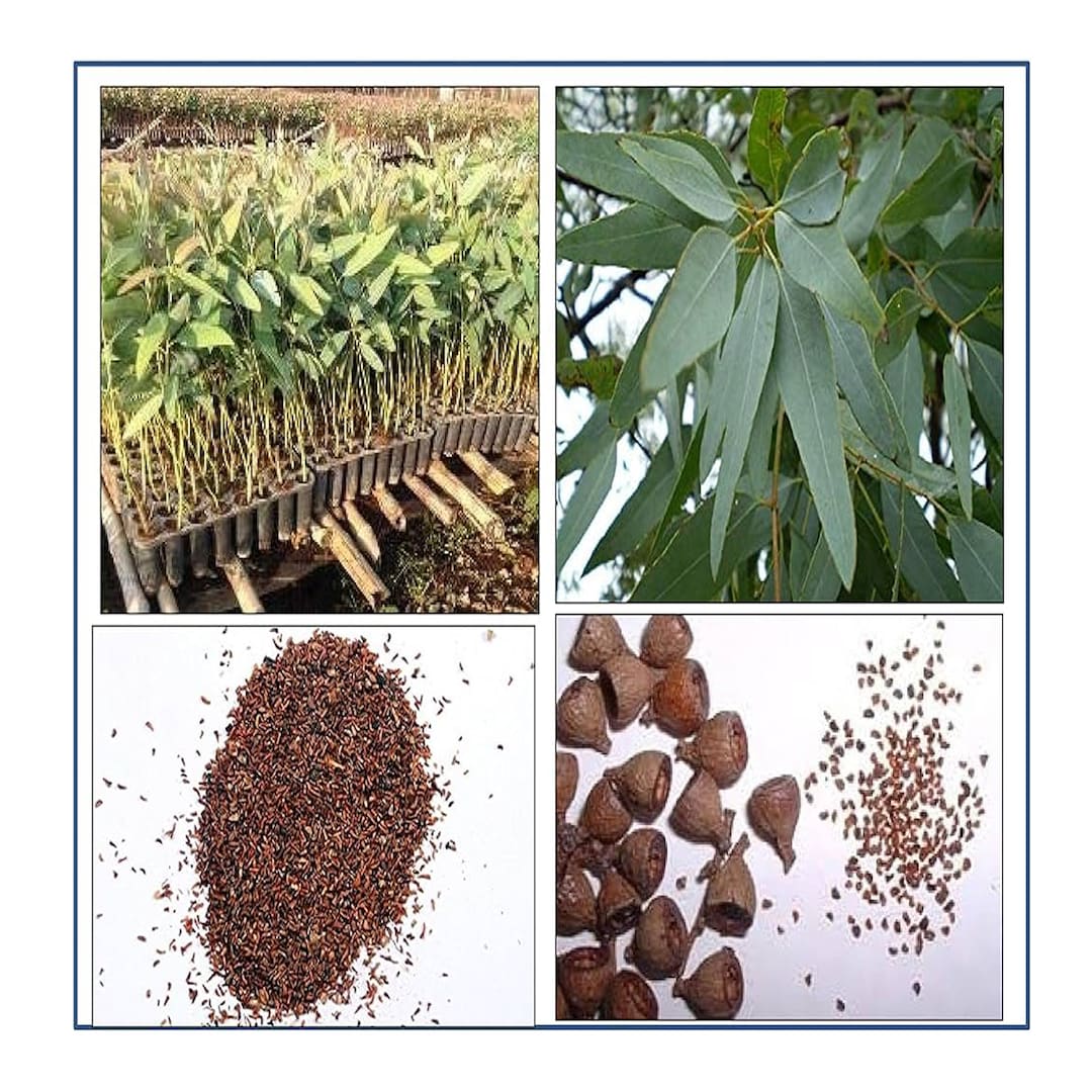 Eucalyptus Gum Tree Nilgiri Tree Safeda Tree Seeds - Etsy