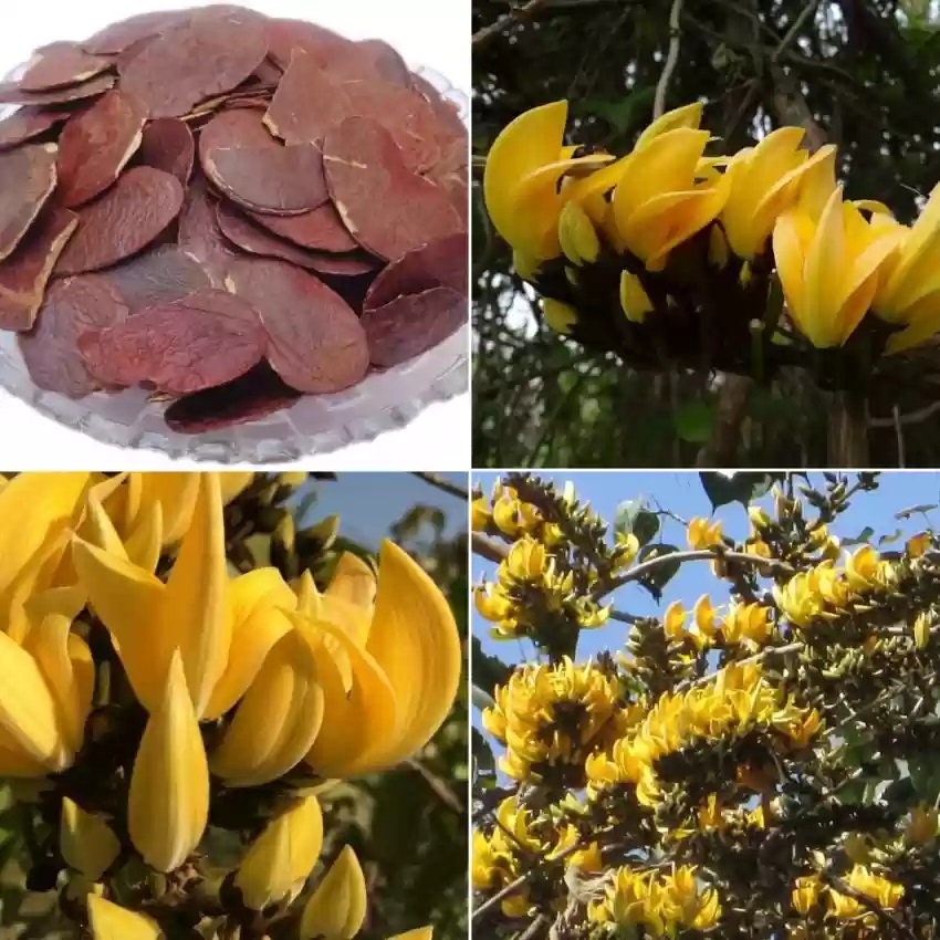 White Palash Seeds Flame of the Forest Butea Monosperma - Etsy