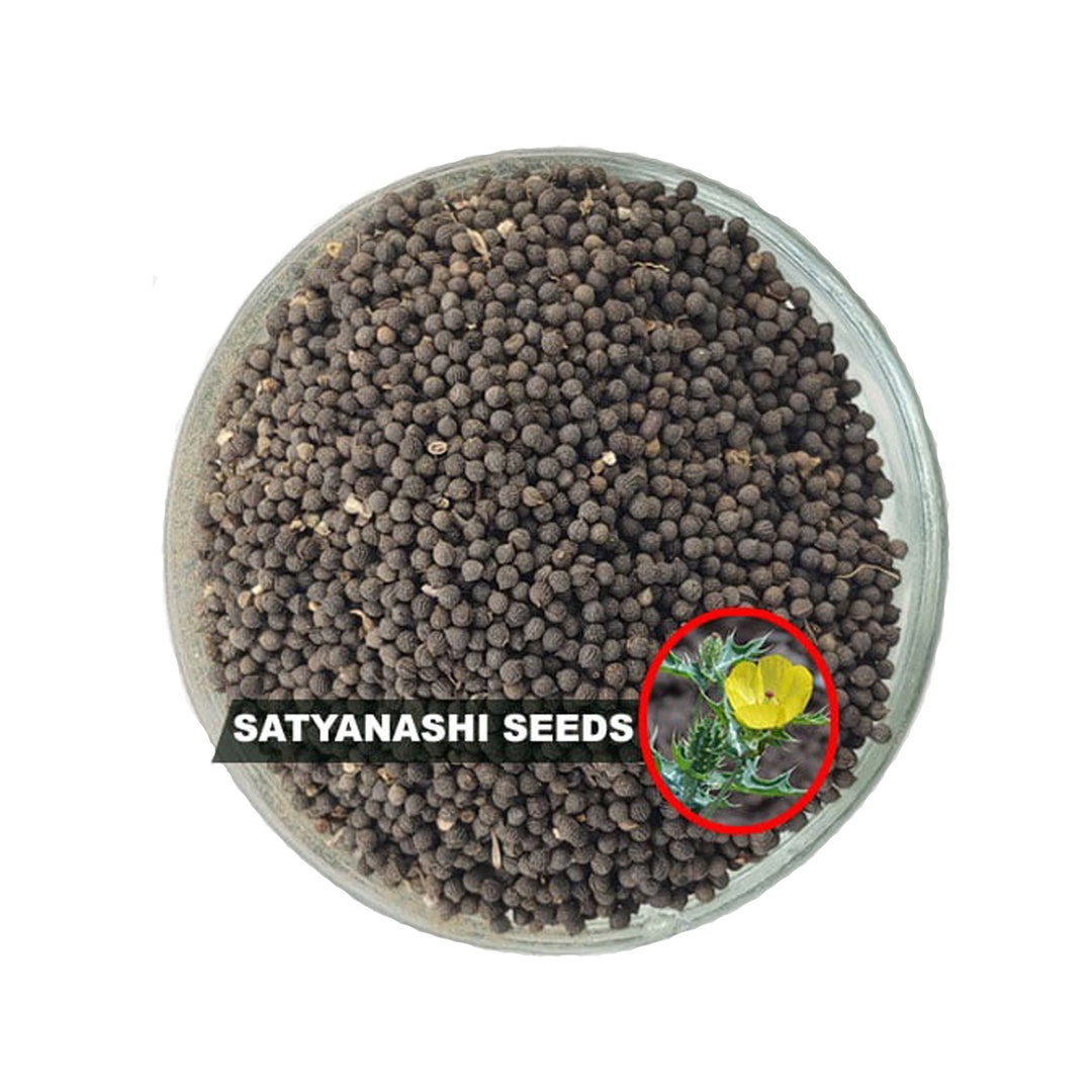 Satyanashi Seed Argemone Mexicana Seeds Organic Satyanashi - Etsy