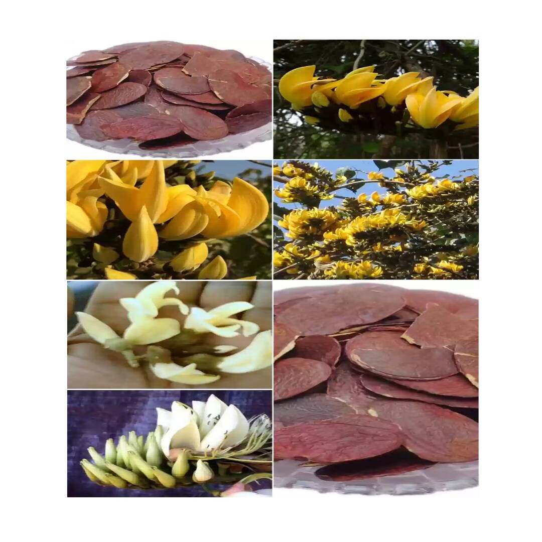 White Palash Seeds Flame of the Forest Butea Monosperma - Etsy