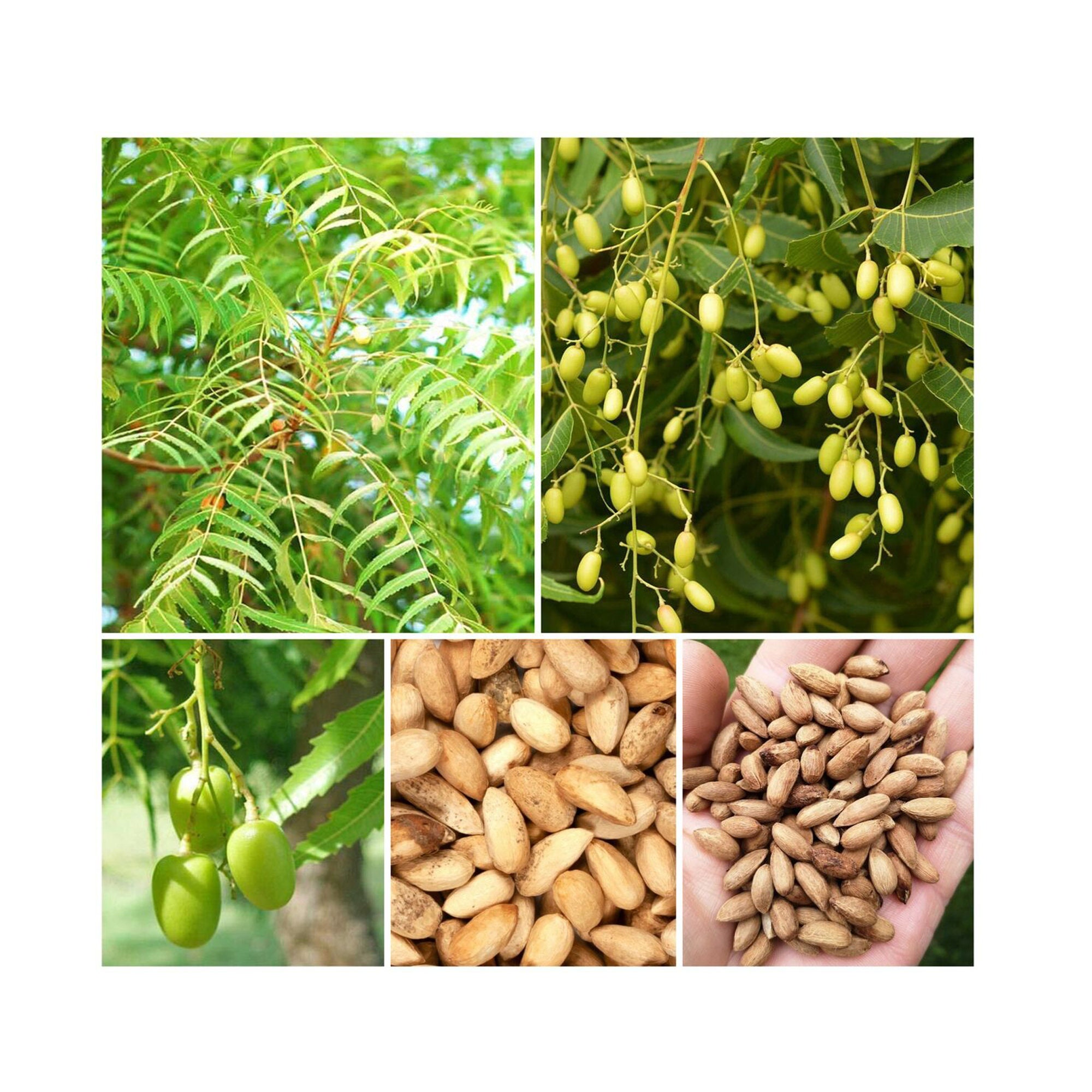 Azadirachta Indica Seed, Neem Tree Seeds, Neem Seed, Azadirachta Indica ...