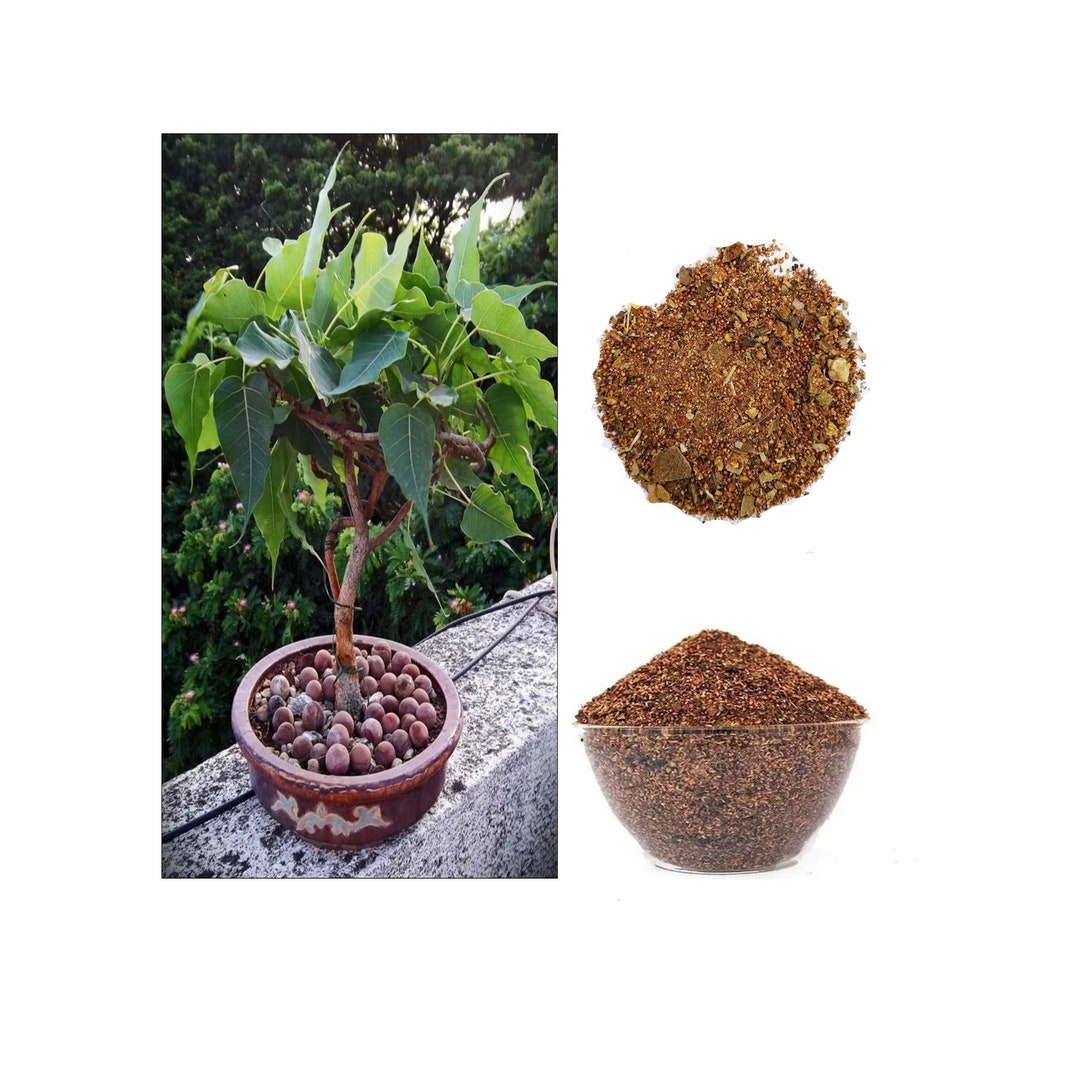 Sacred Fig Seeds Ficus Religiosa Peepal Seeds Holy Fig Tree - Etsy