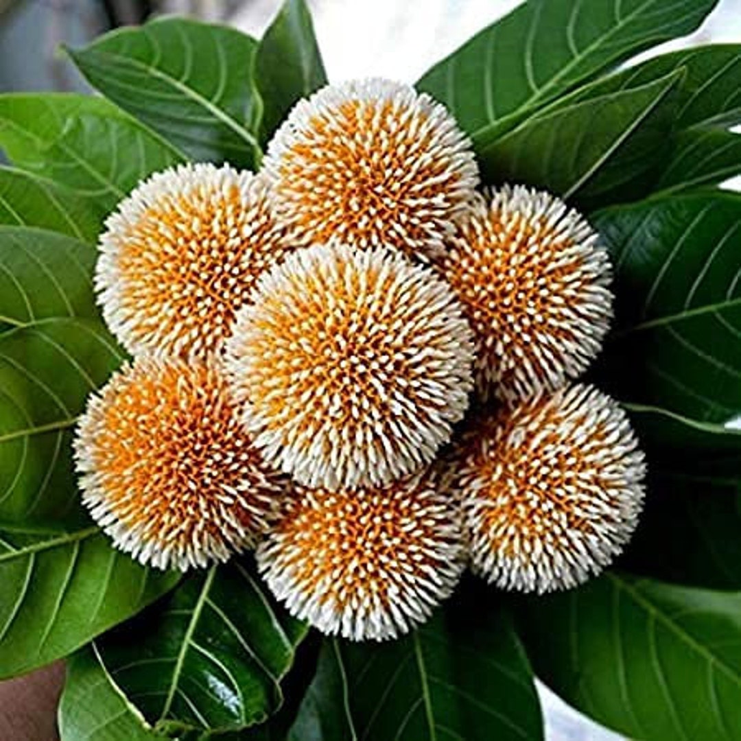 Kadamba Tree Seeds, Anthocephalus Cadamba, Kaim Plant, Mitragyna ...