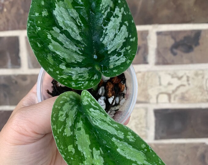 Scindapsus Tricolor Topcut, Lightly Rooted - Etsy