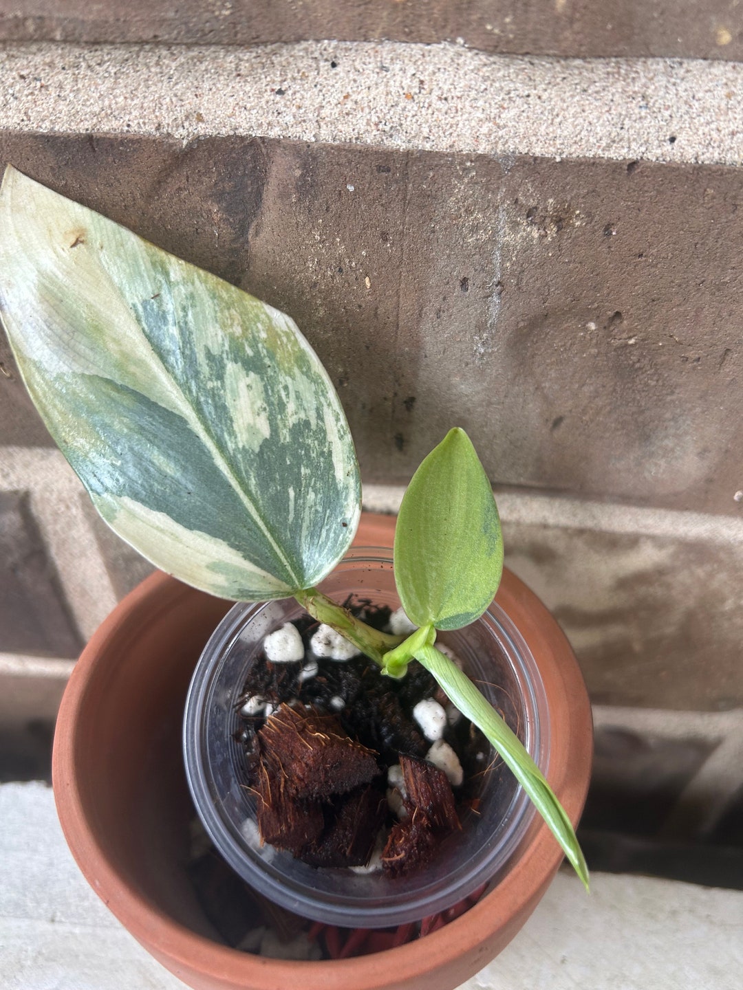 Philodendron Variegated Silver Sword, High Variegation, 3rd Leaf ...