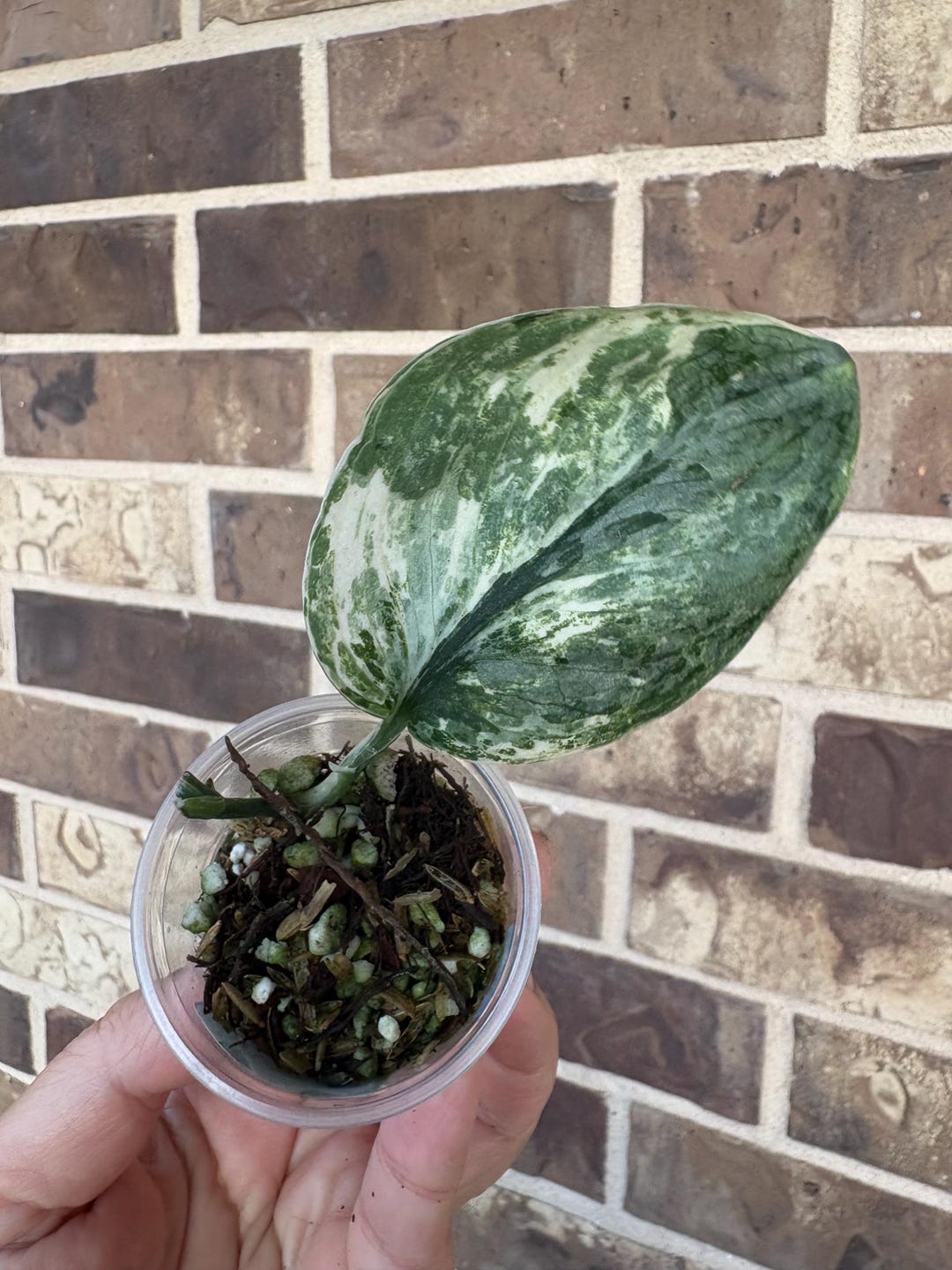 Scindapsus Salamount, Multi-node - Etsy