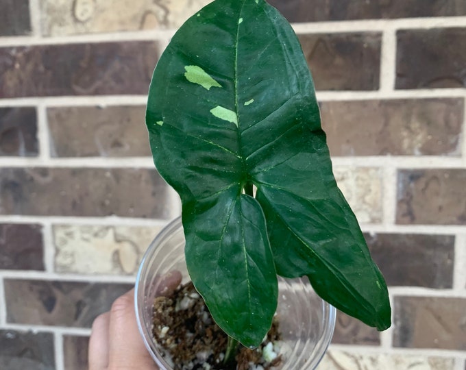 Syngonium Panda, Rooted With New Growth Bud - Etsy