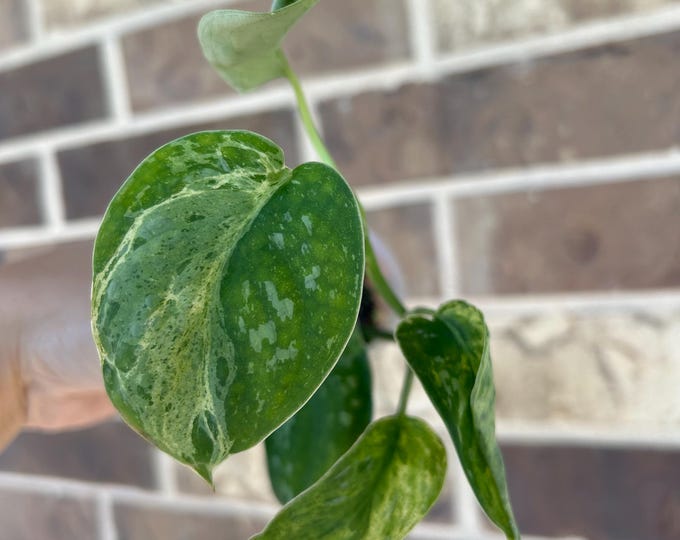Scindapsus Variegated Sumatra/ Mejile - Etsy