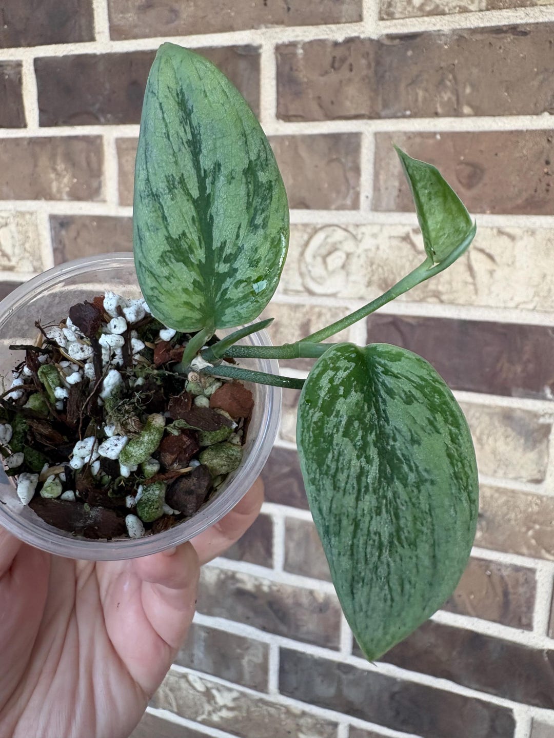 Scindapsus Army Silver A - Etsy