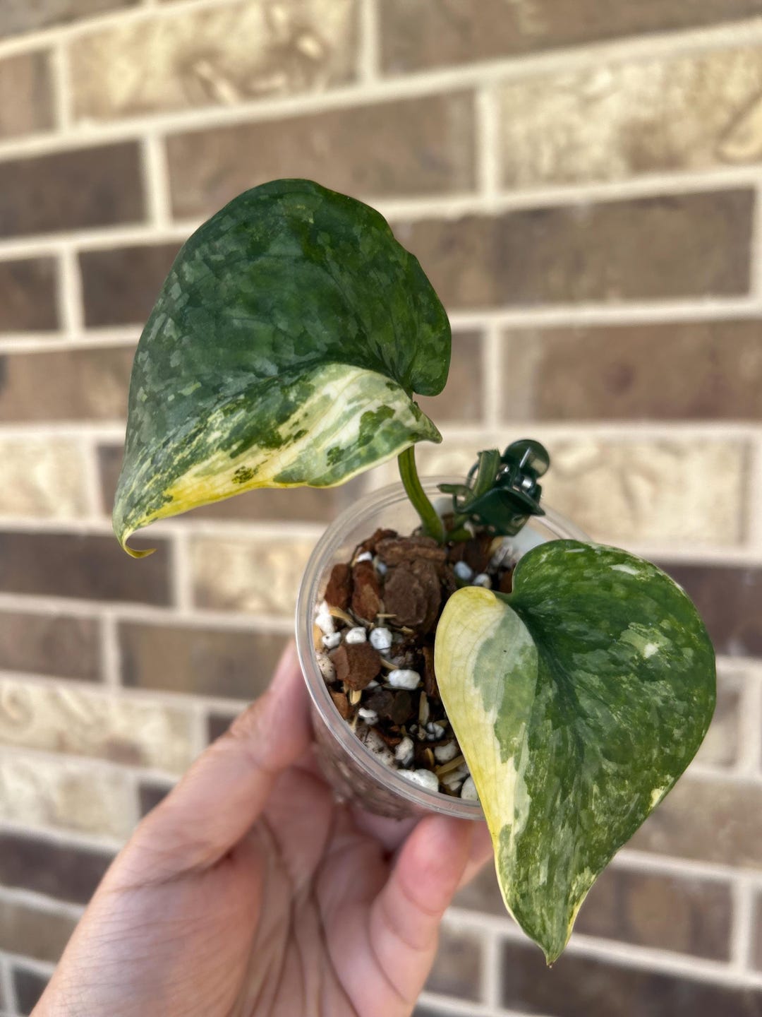 Scindapsus Mt. Salak Mint/ Leopard Variegated, Rooted Base Cut - Etsy