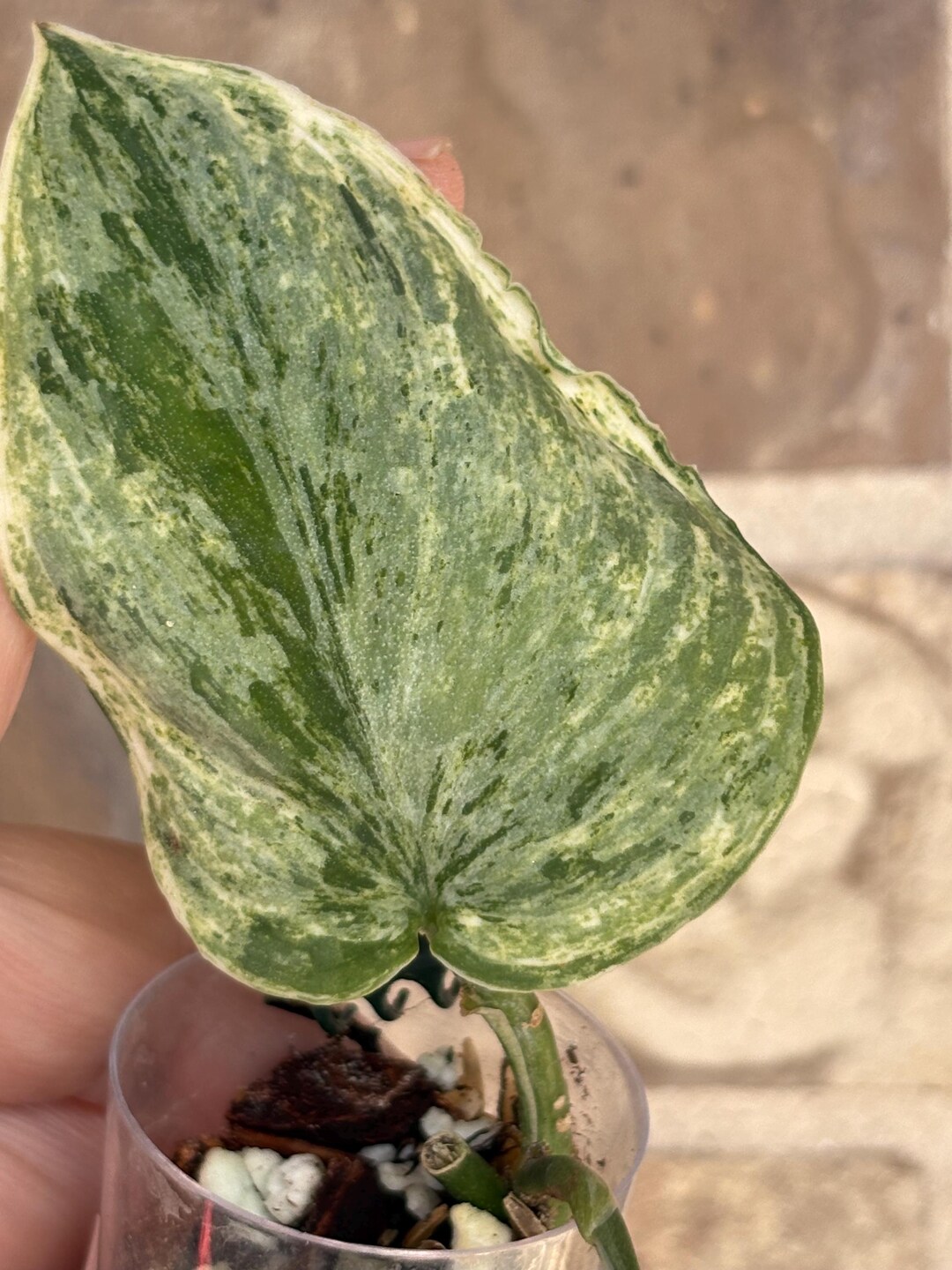 Scindapsus Silver Knight Variegated With New Leaf Growth - Etsy