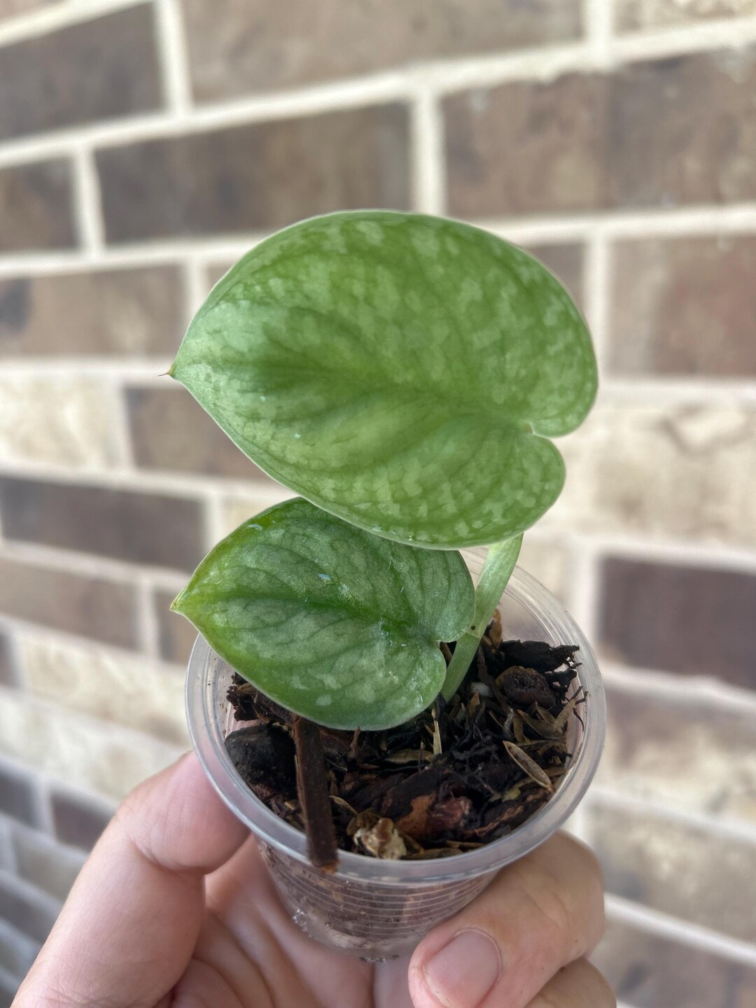 Scindapsus Blue Splash - Etsy