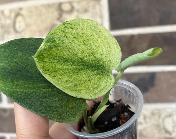 Scindapsus Jade Satin Mint A, Base Cut, Rooted, - Etsy