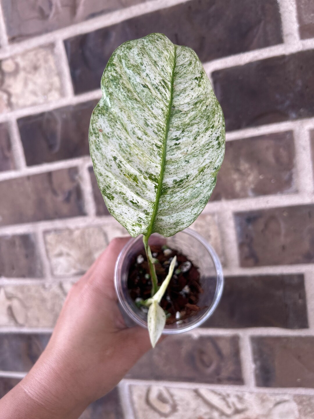 Rhaphidophora Puberula A, Highly Variegated, Rooted Midcut With New ...
