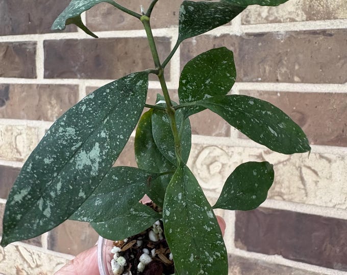 Hoya Mini Multiflora Splash - Etsy