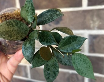 Hoya Lacunosa Zebra Skin - Etsy