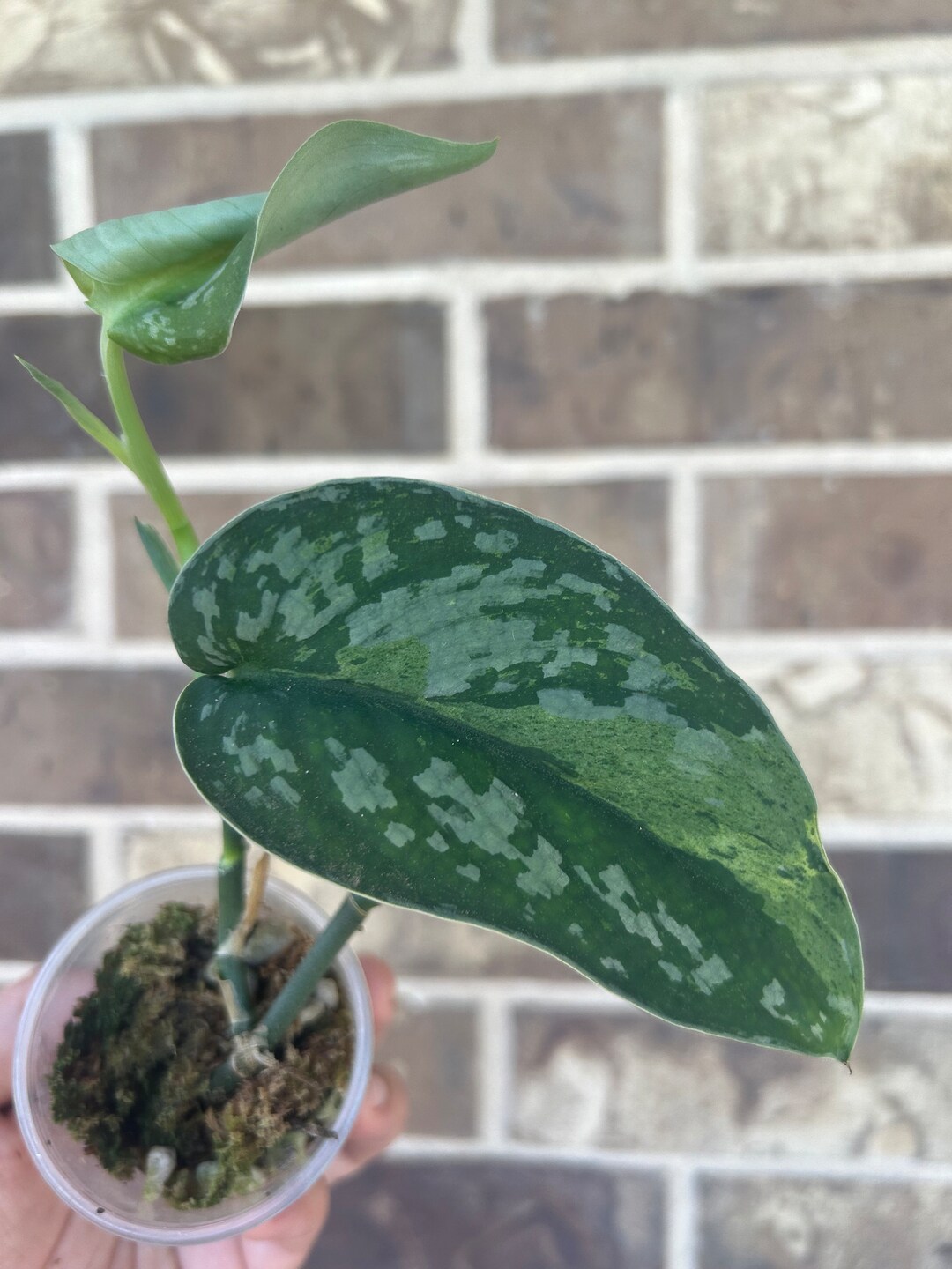 Scindapsus Variegated Sumatra/ Mejile - Etsy
