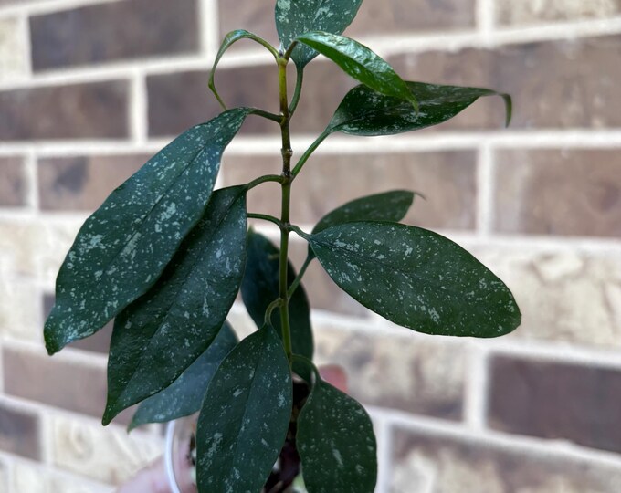 Hoya Mini Multiflora Splash - Etsy