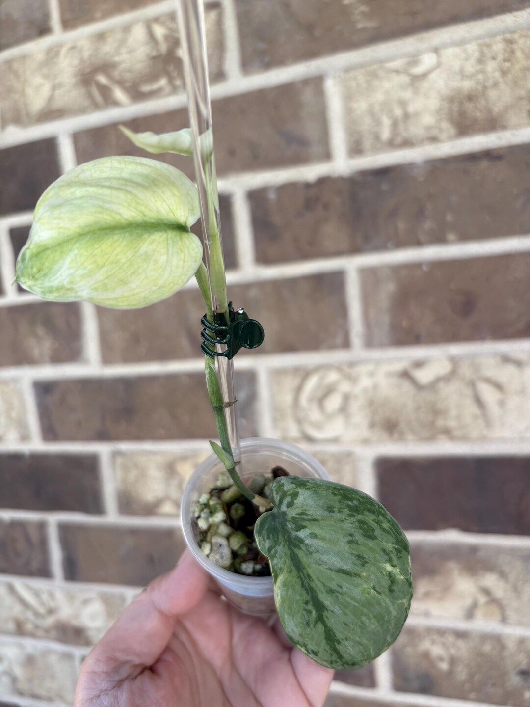 Scindapsus Blue Sky - Etsy