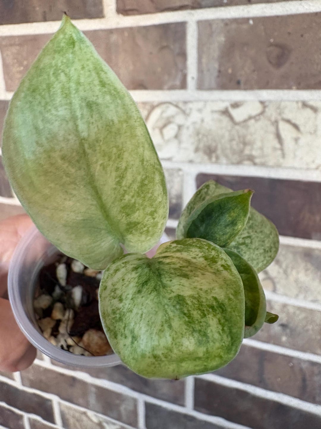 Scindapsus Exotica Aurea, Shipped UPS 3 Days - Etsy