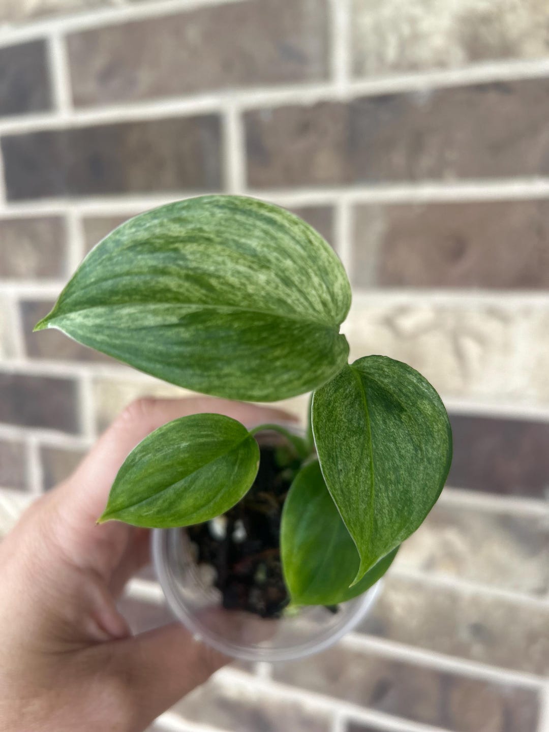 Scindapsus Blue Albo Sp Salak - Etsy