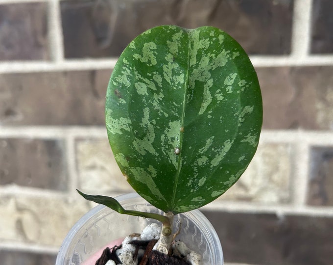 Hoya Michelle Splash, Rooted, New Growth - Etsy