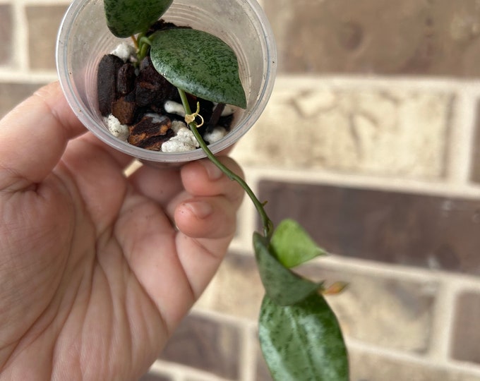 Hoya Lacunosa Zebra Skin - Etsy