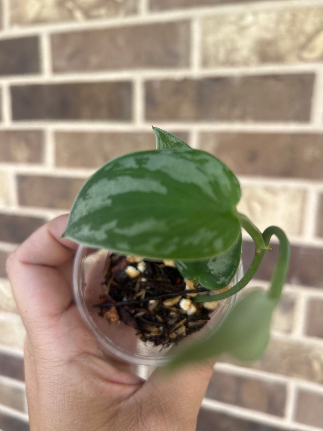 Scindapsus Silver Knight - Etsy