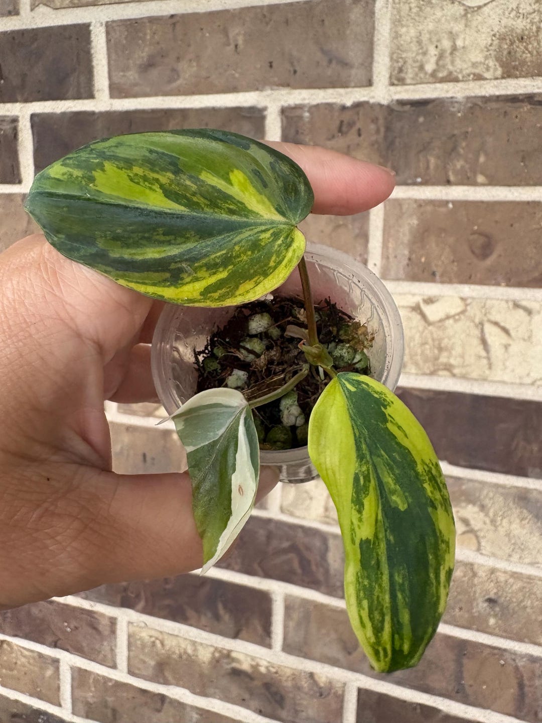 Philodendron Variegated Micans Aurea - Etsy