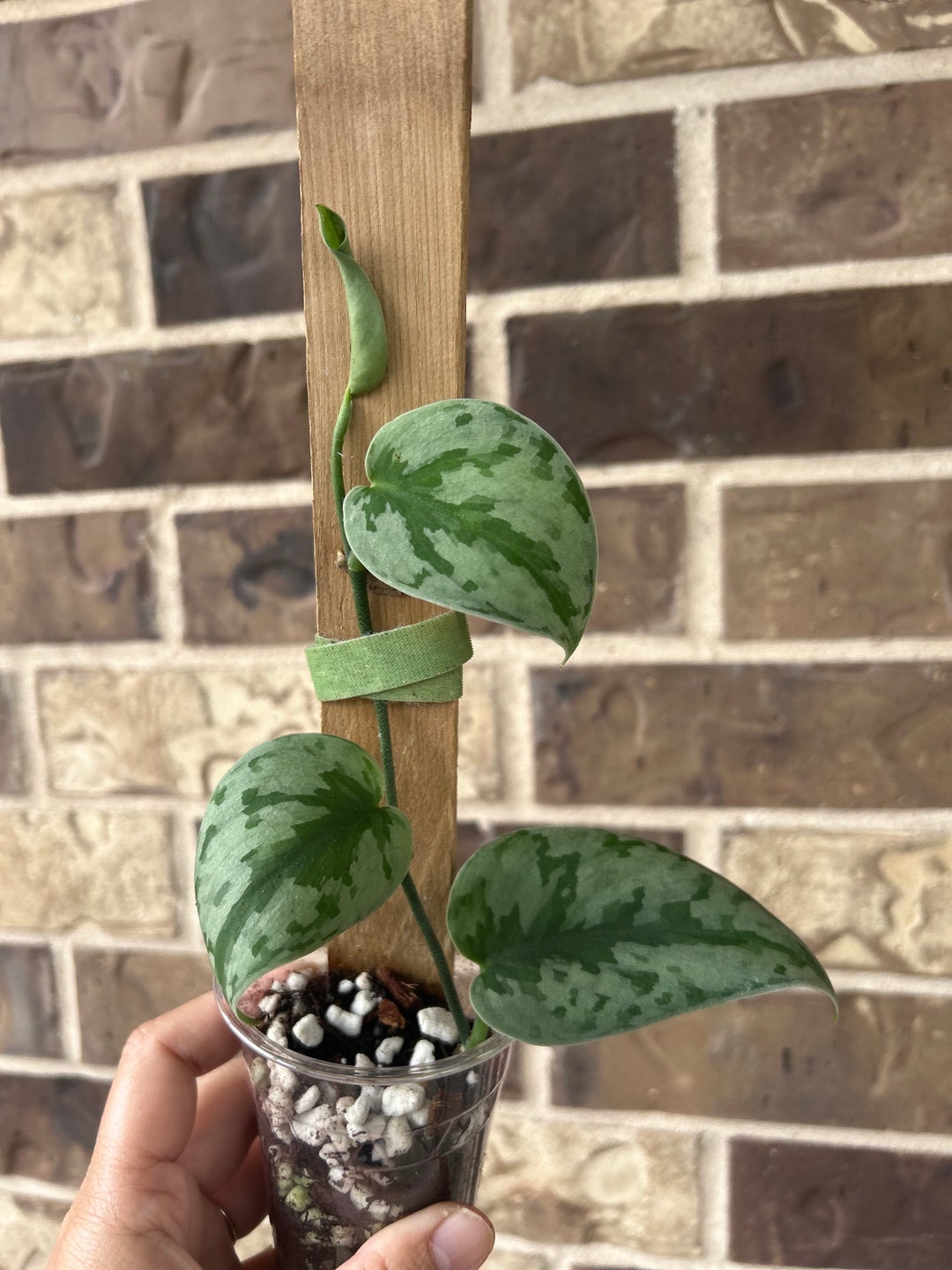 Scindapsus Silver Knight, roots Attached to the Wooden Plank - Etsy