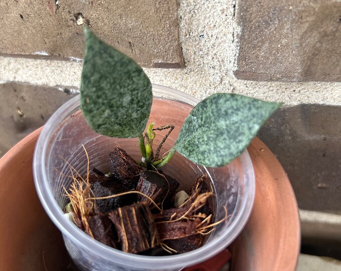 Hoya Lacunosa Zebra, Rooted With New Leaf Growth - Etsy