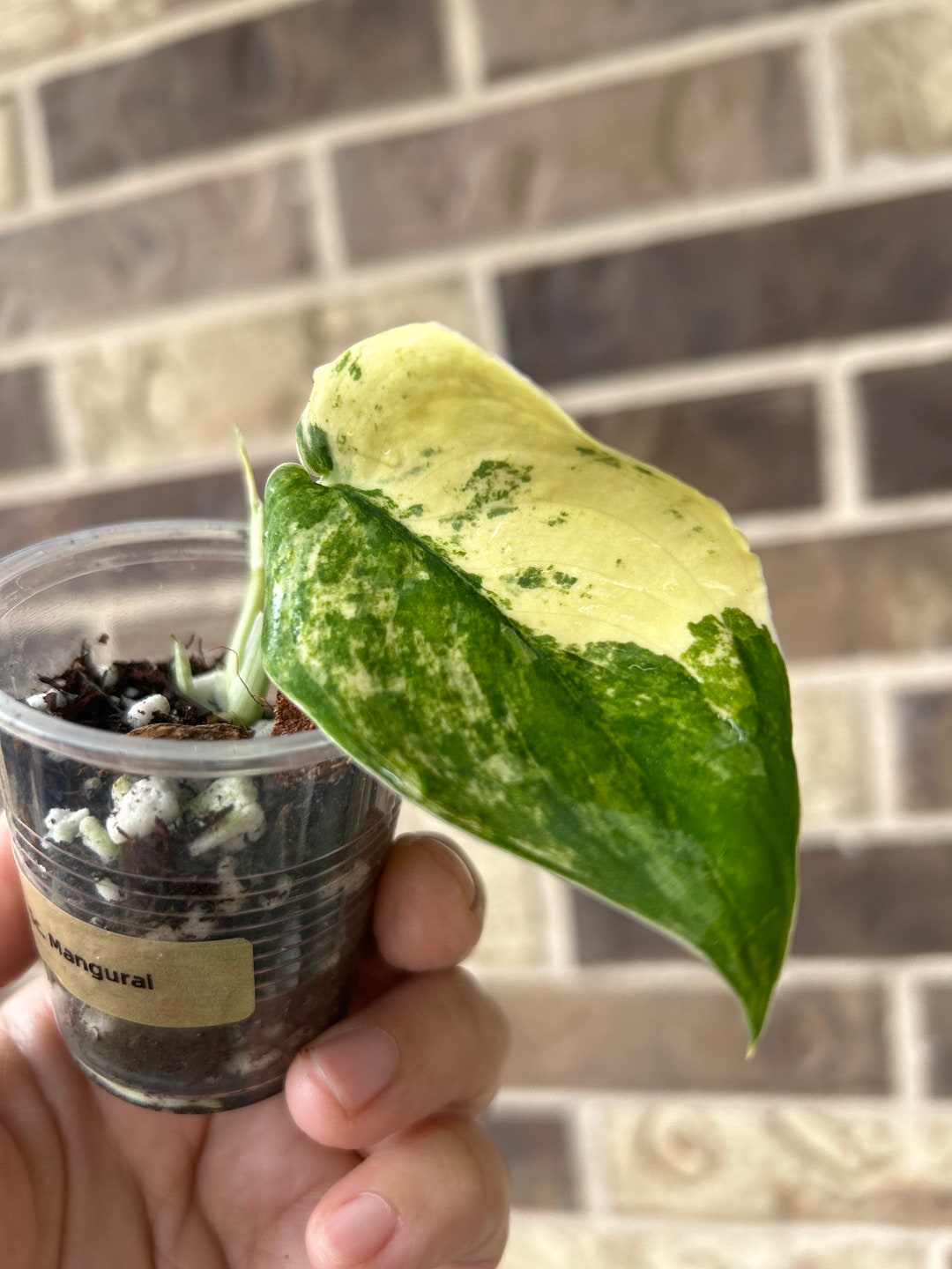 Scindapsus Mangurai, Rooted With New Leaf Growth - Etsy