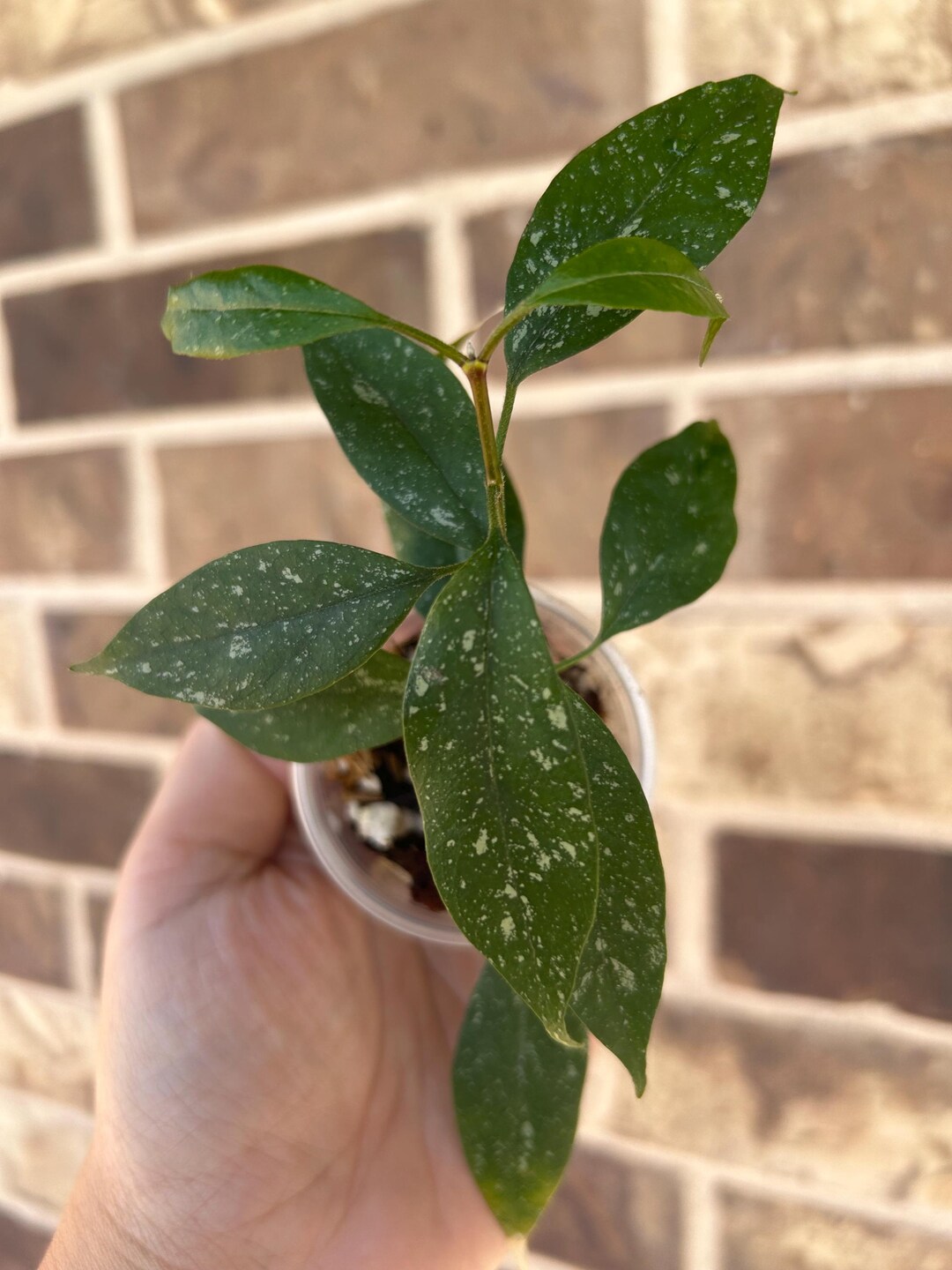 Hoya Mini Multiflora Splash - Etsy