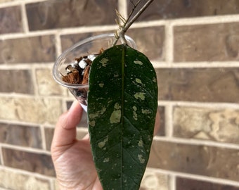 MKSuburbanJungle - Etsy