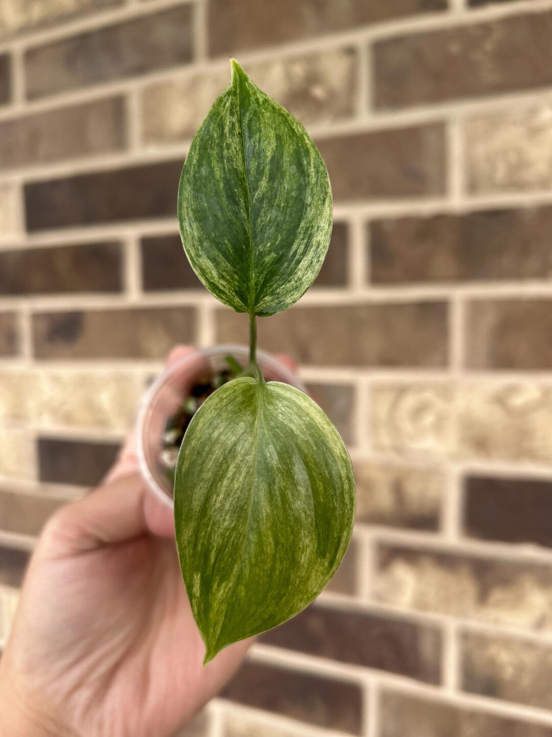 Scindapsus Blue Albo Sp Salak - Etsy