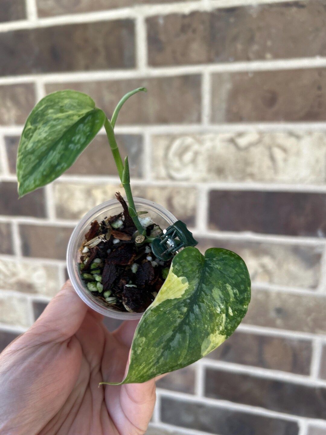 Scindapsus Mt. Salak Mint/ Leopard Variegated - Etsy