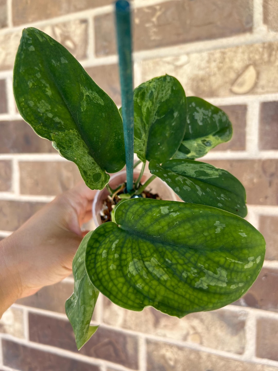 Scindapsus Mejile/variegated Sumatra - Etsy