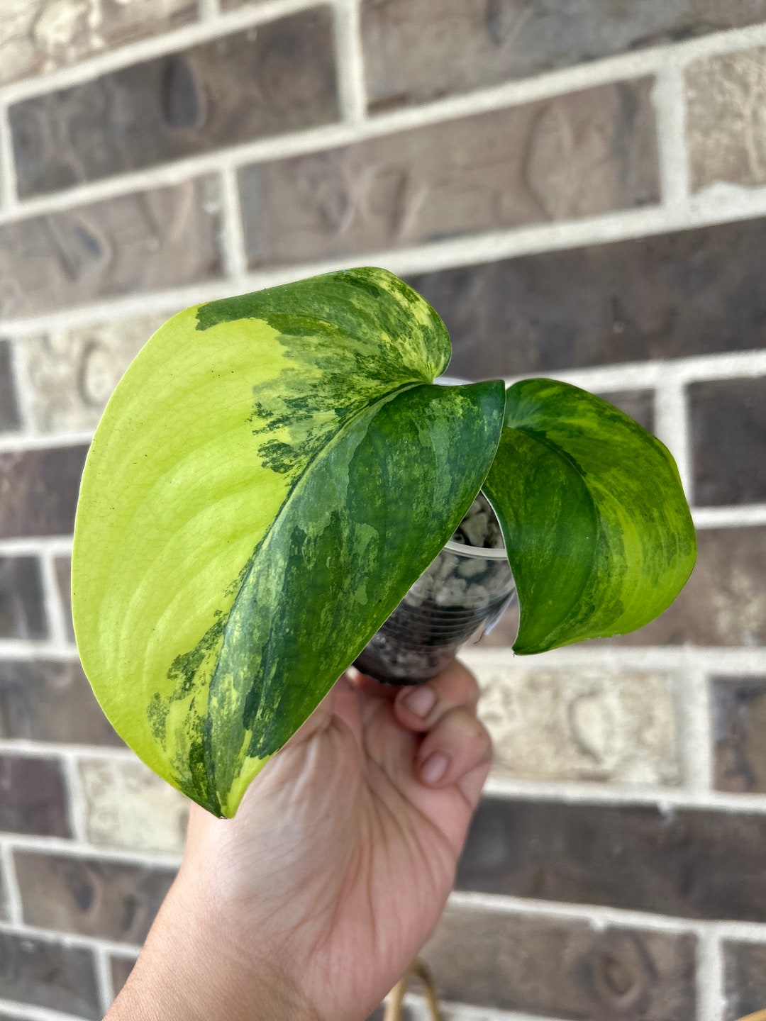 Scindapsus Variegated Jade Satin, Rooted - Etsy